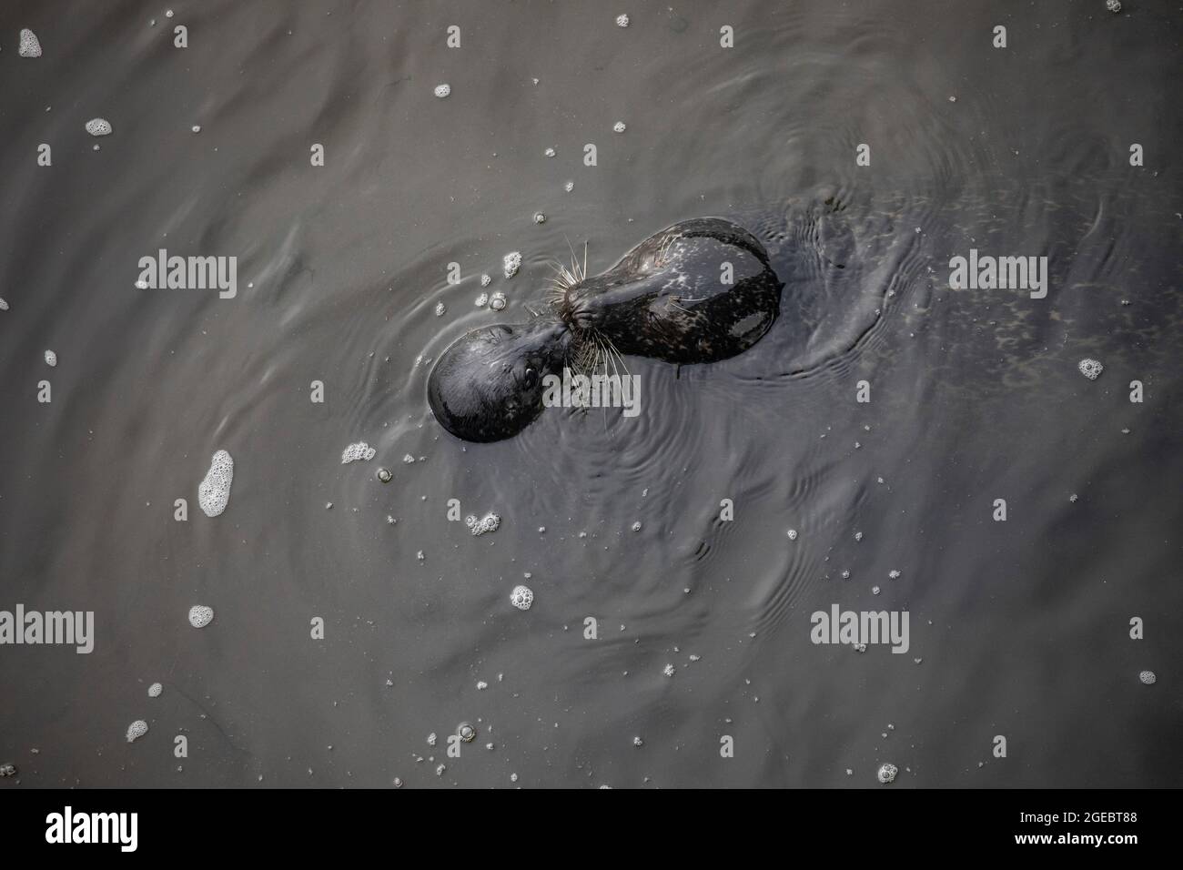 Common seals, mother and pup interacting, Aberdeen, Scotland Stock ...