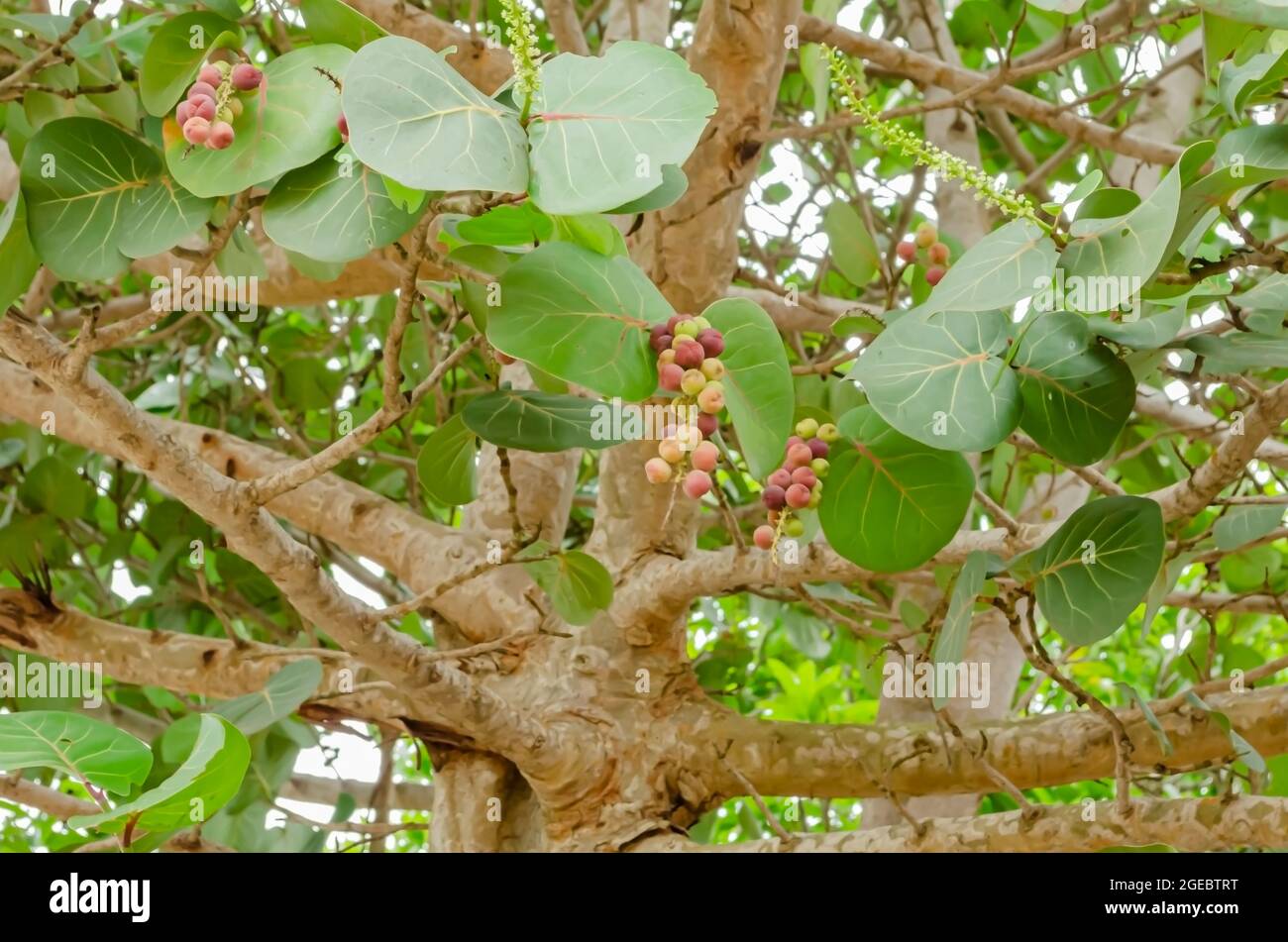 Seagrape Tree With Fruits Stock Photo - Alamy