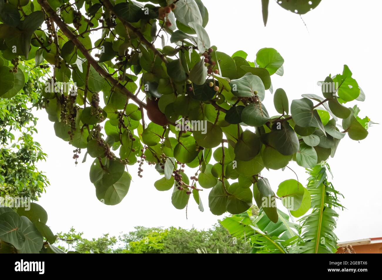 Seagrape tree hi-res stock photography and images - Alamy
