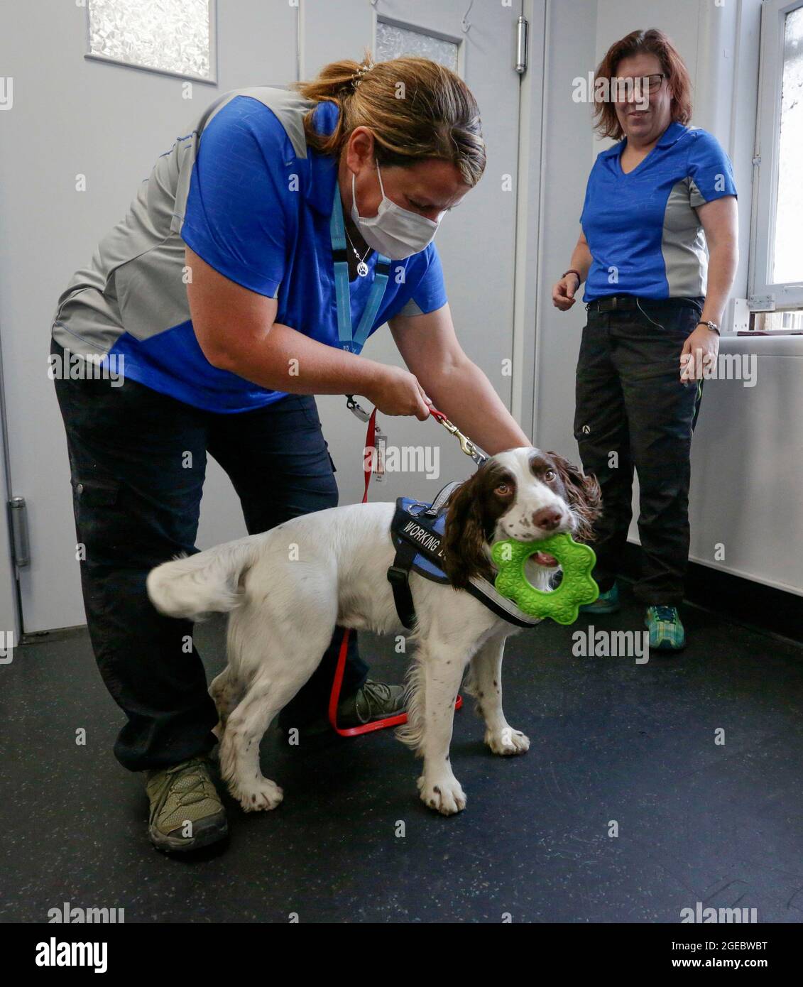 Detection dogs hi-res stock photography and images - Alamy