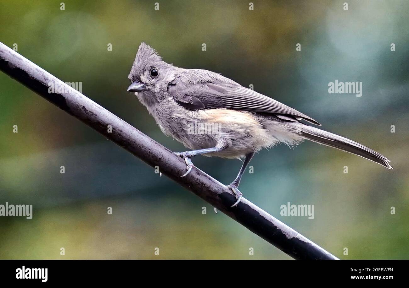 Tuted titmouse hi-res stock photography and images - Alamy