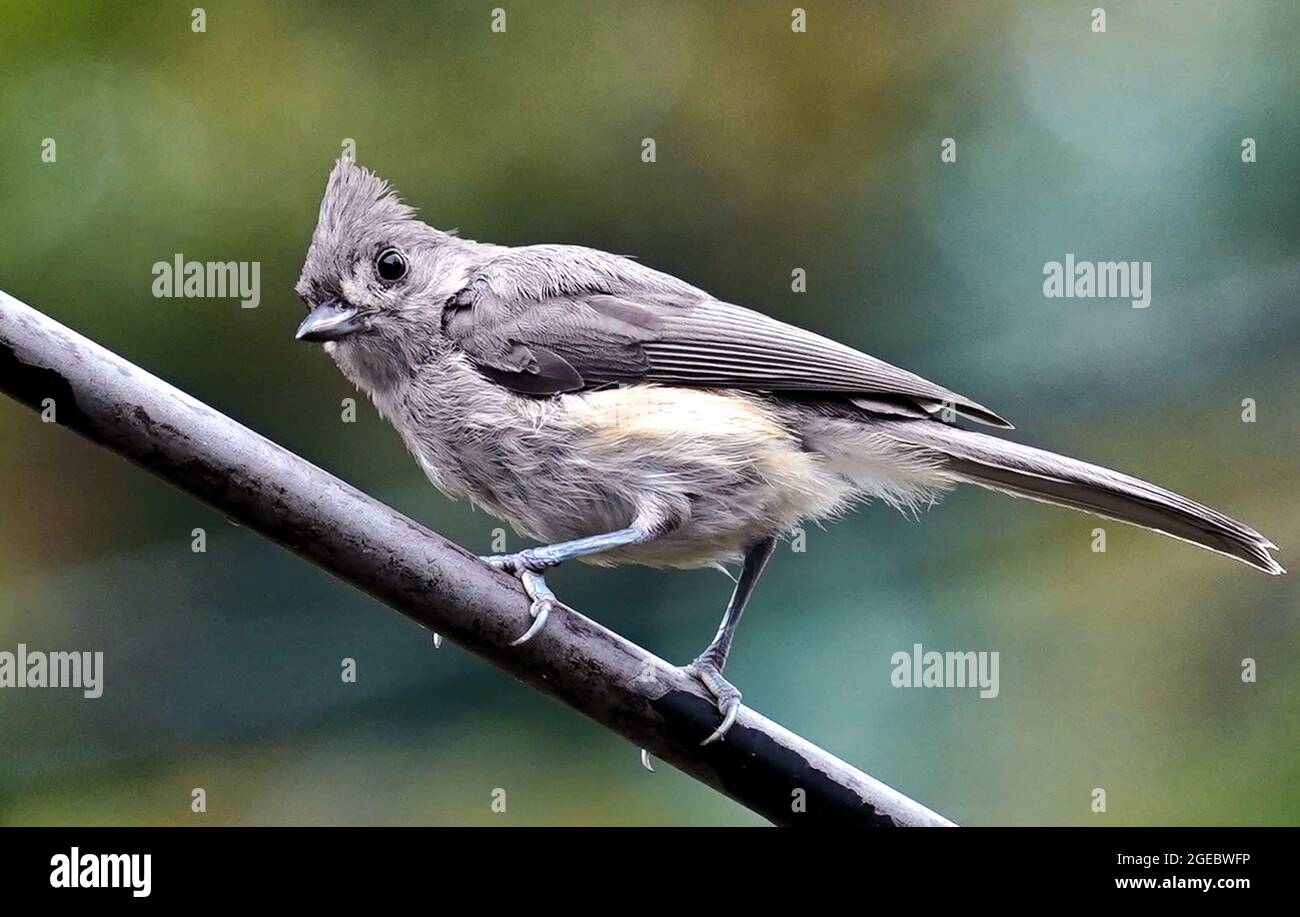 Tuted titmouse hi-res stock photography and images - Alamy