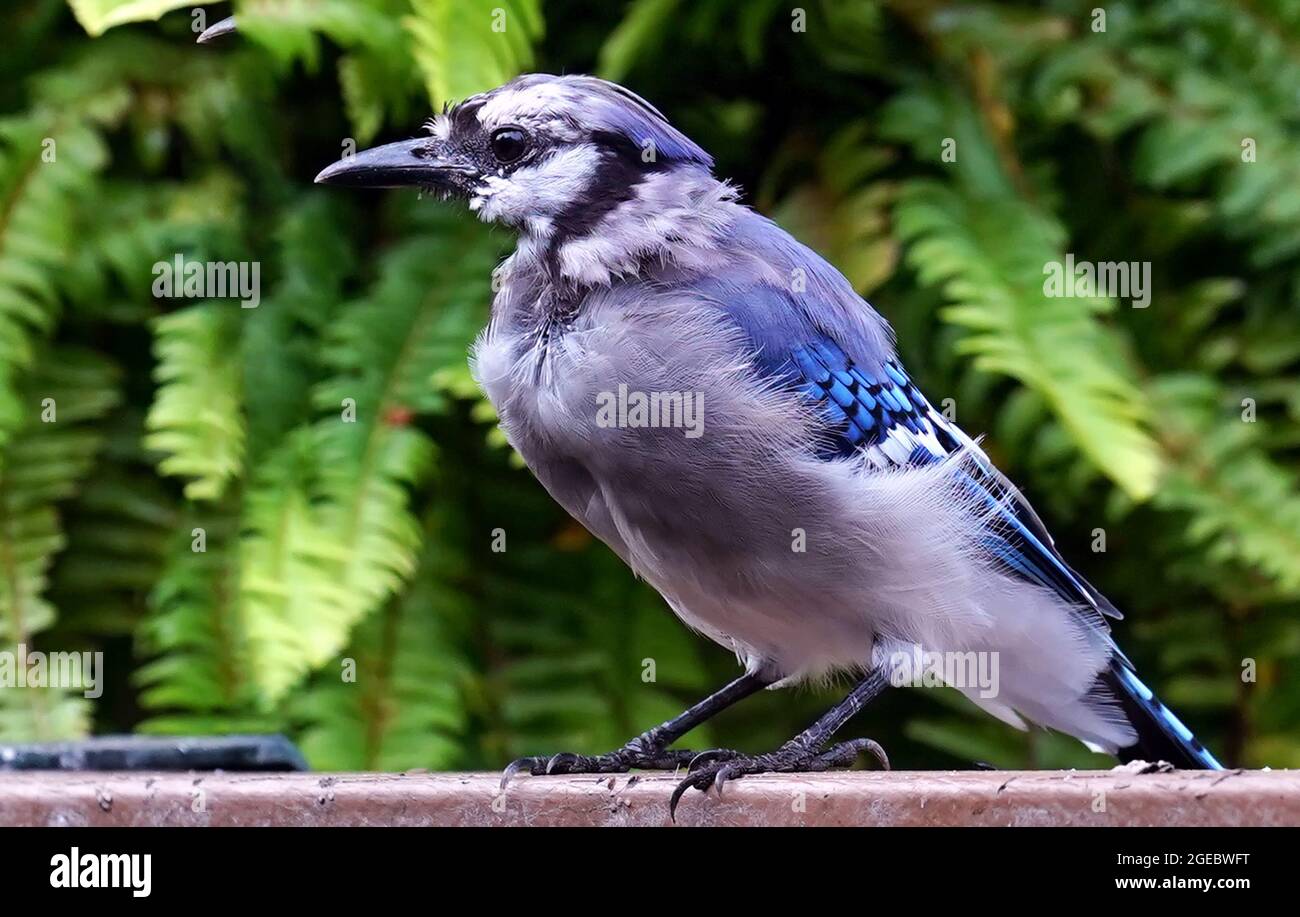 Molting Bluejay arrives on the deck Stock Photo - Alamy