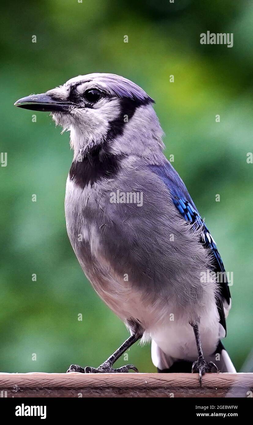 Molting Bluejay arrives on the deck Stock Photo - Alamy
