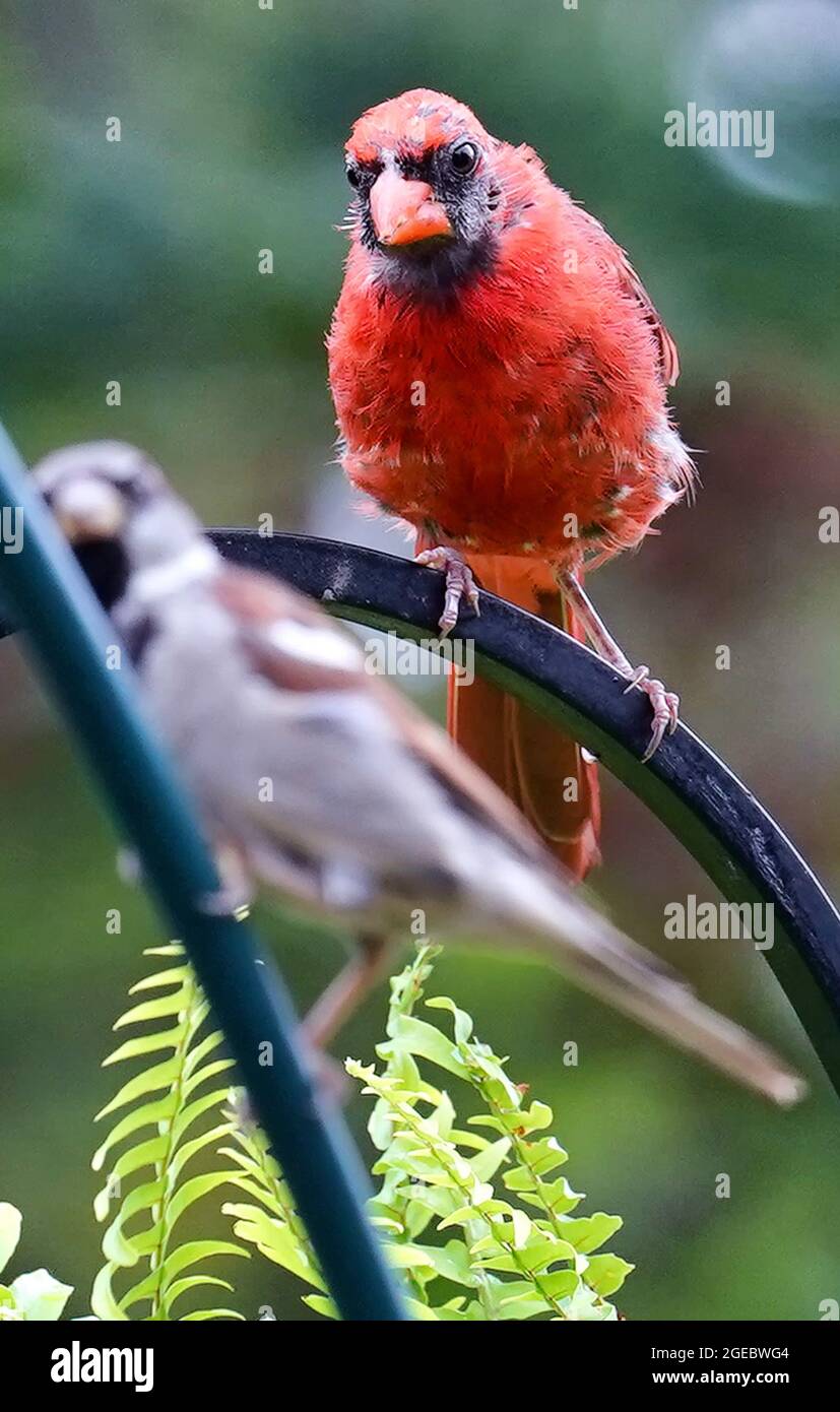Sparrow and northern cardinal hi-res stock photography and images - Alamy