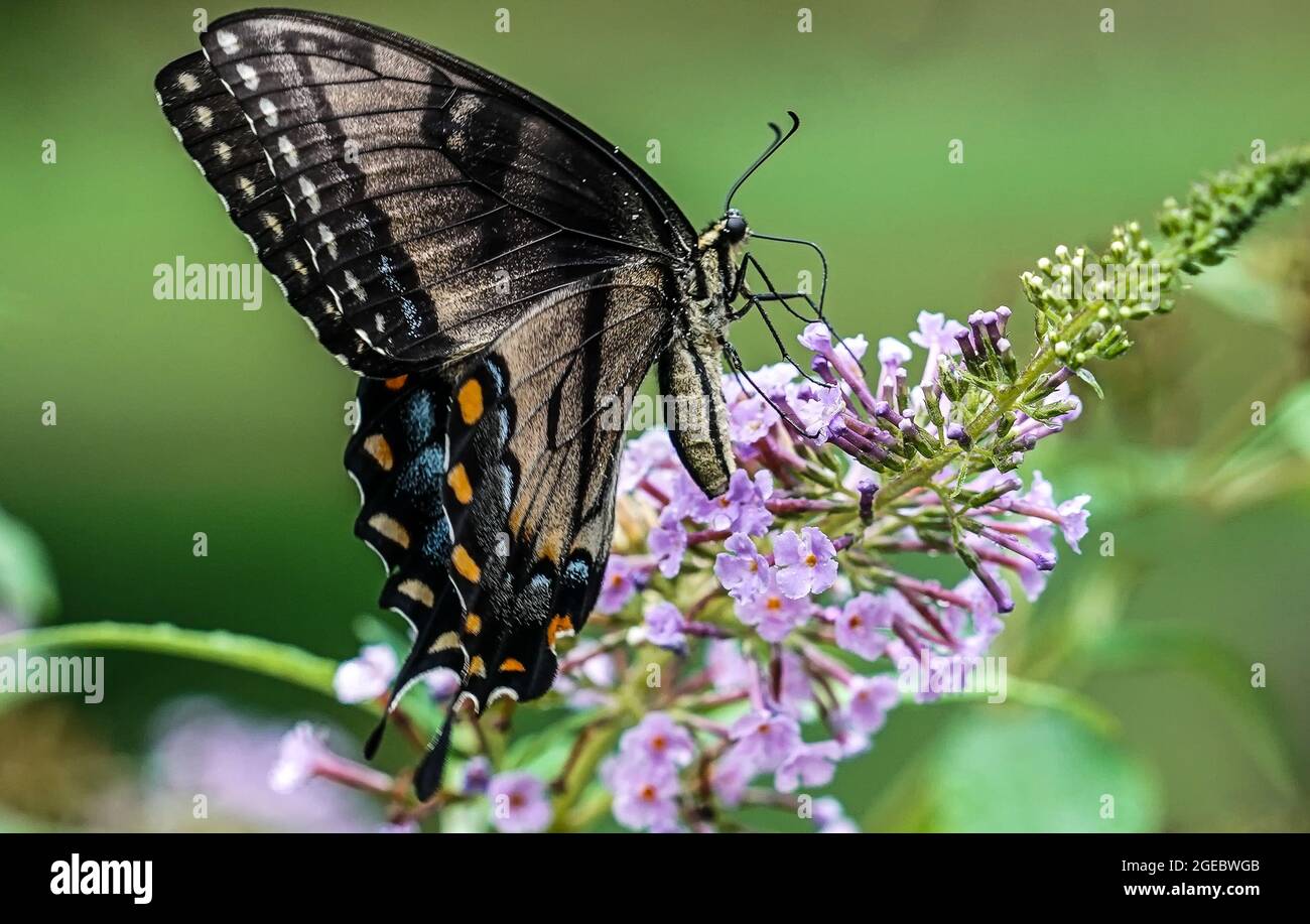 monarch Butterfly arrives on a backyard flower Stock Photo - Alamy