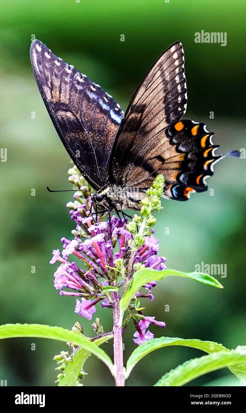 monarch Butterfly arrives on a backyard flower Stock Photo - Alamy