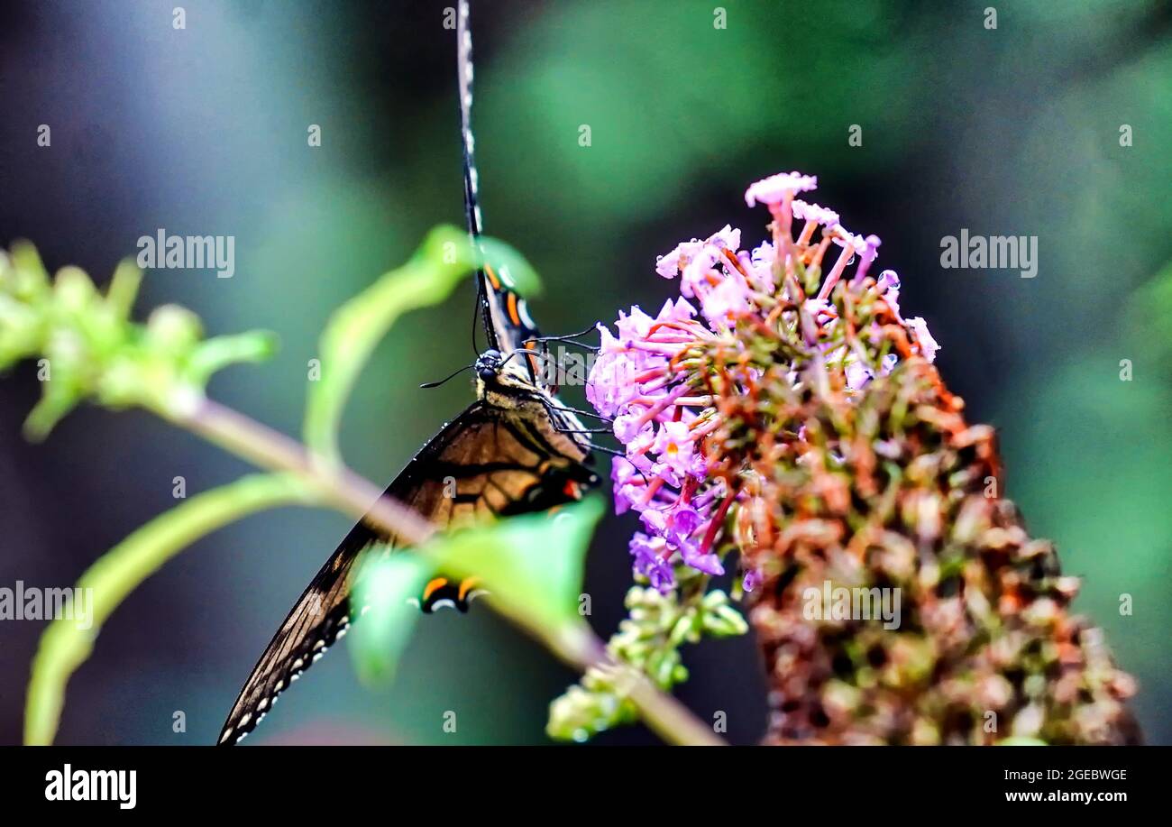 monarch Butterfly arrives on a backyard flower Stock Photo - Alamy