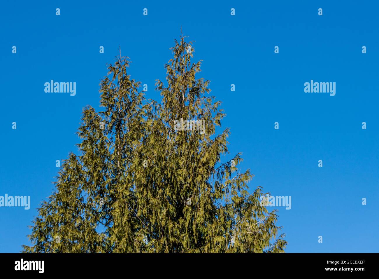 Pyramidal trees hi-res stock photography and images - Alamy