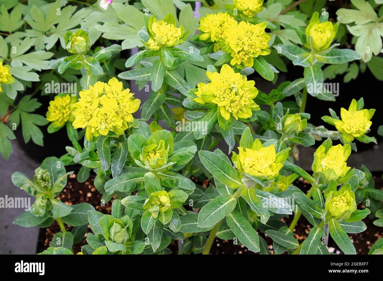 Cushion spurge euphorbia polychroma hi-res stock photography and images ...