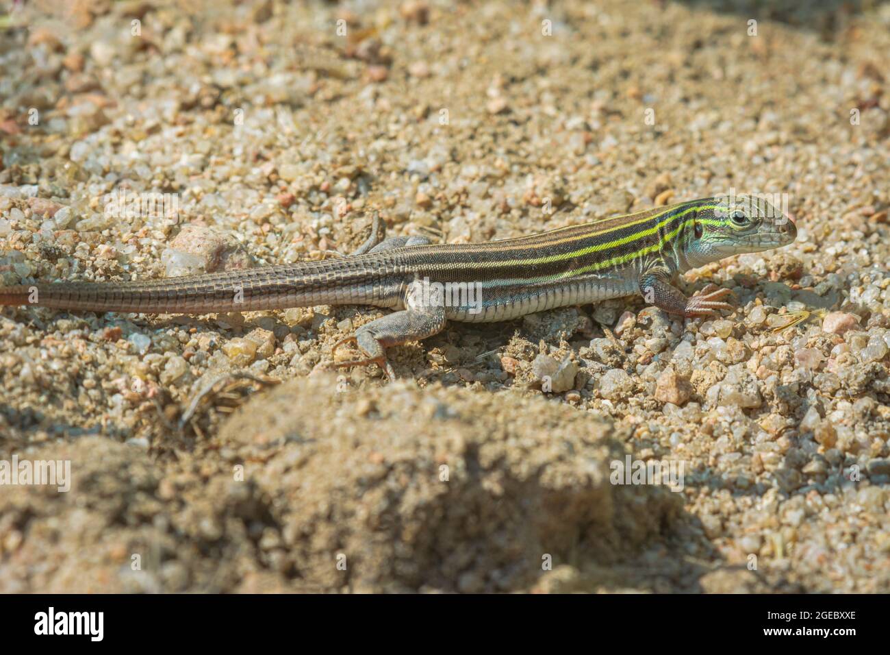 Aspidoscelis hi-res stock photography and images - Alamy