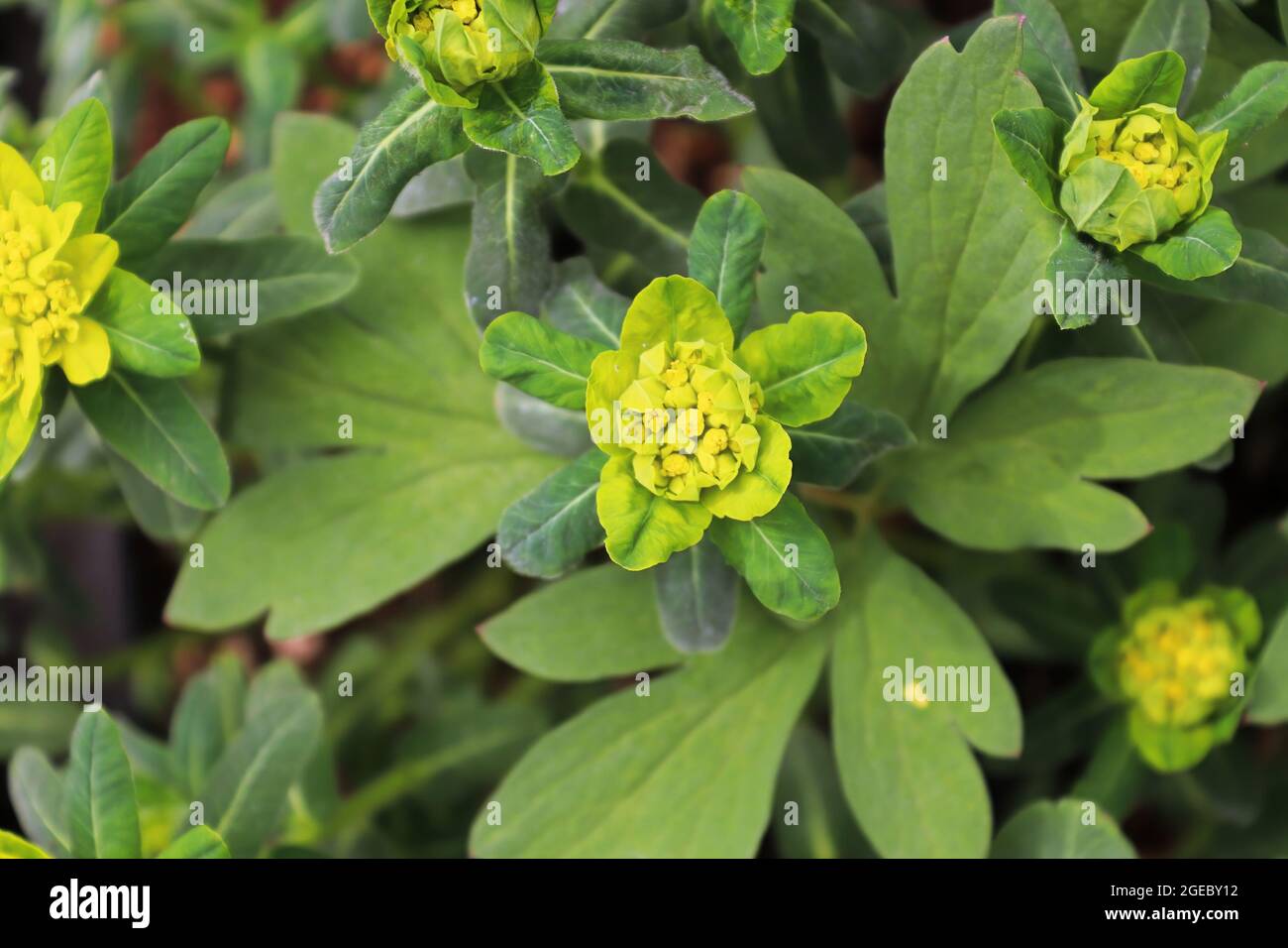 Cushion spurge euphorbia polychroma hi-res stock photography and images ...