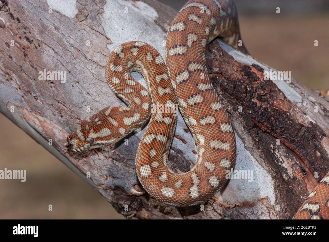 Python on tree hi-res stock photography and images - Alamy