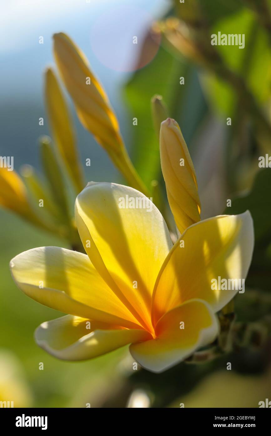 Kamboja tree hi-res stock photography and images - Alamy