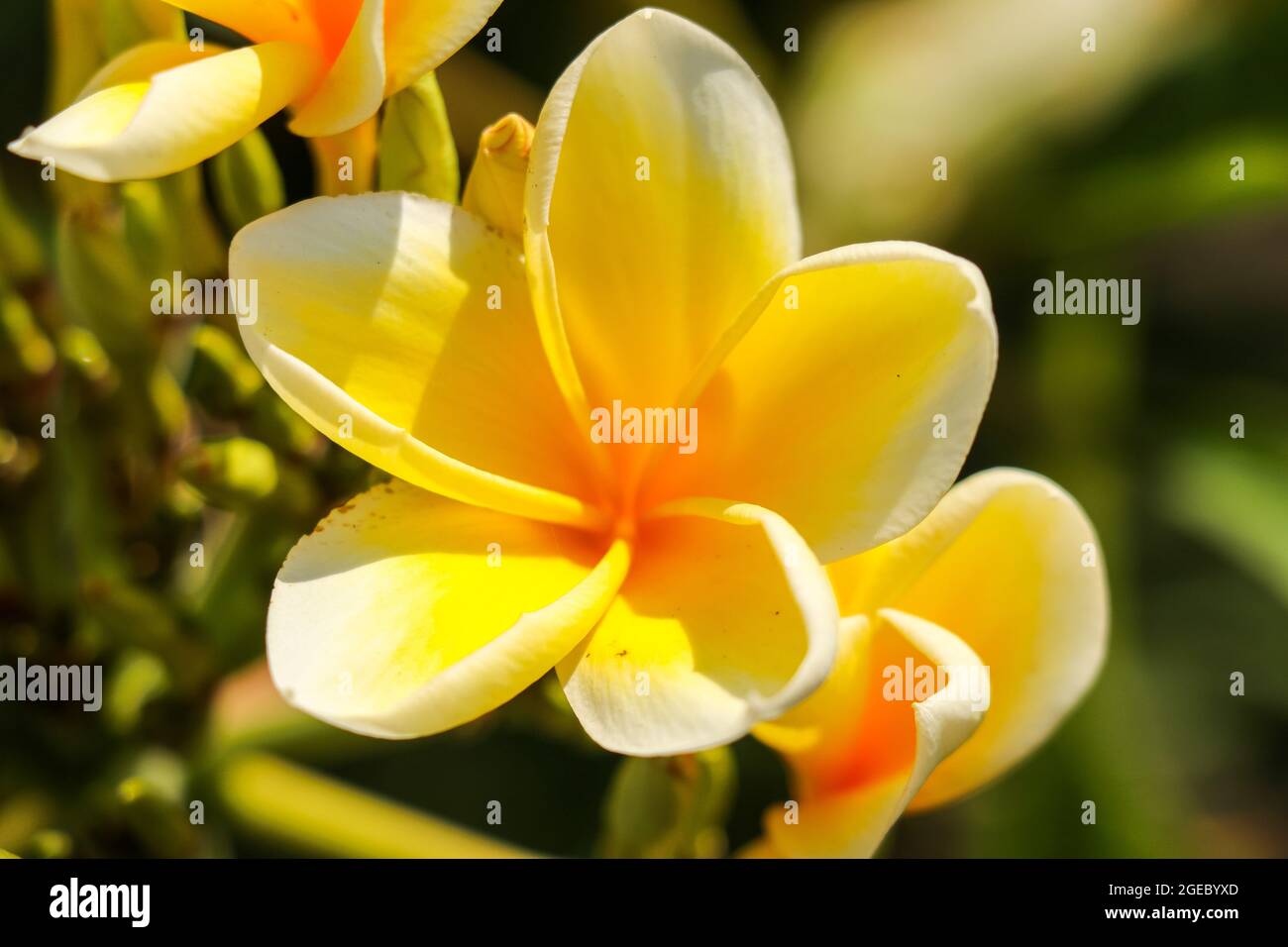 Kamboja flowers hi-res stock photography and images - Alamy