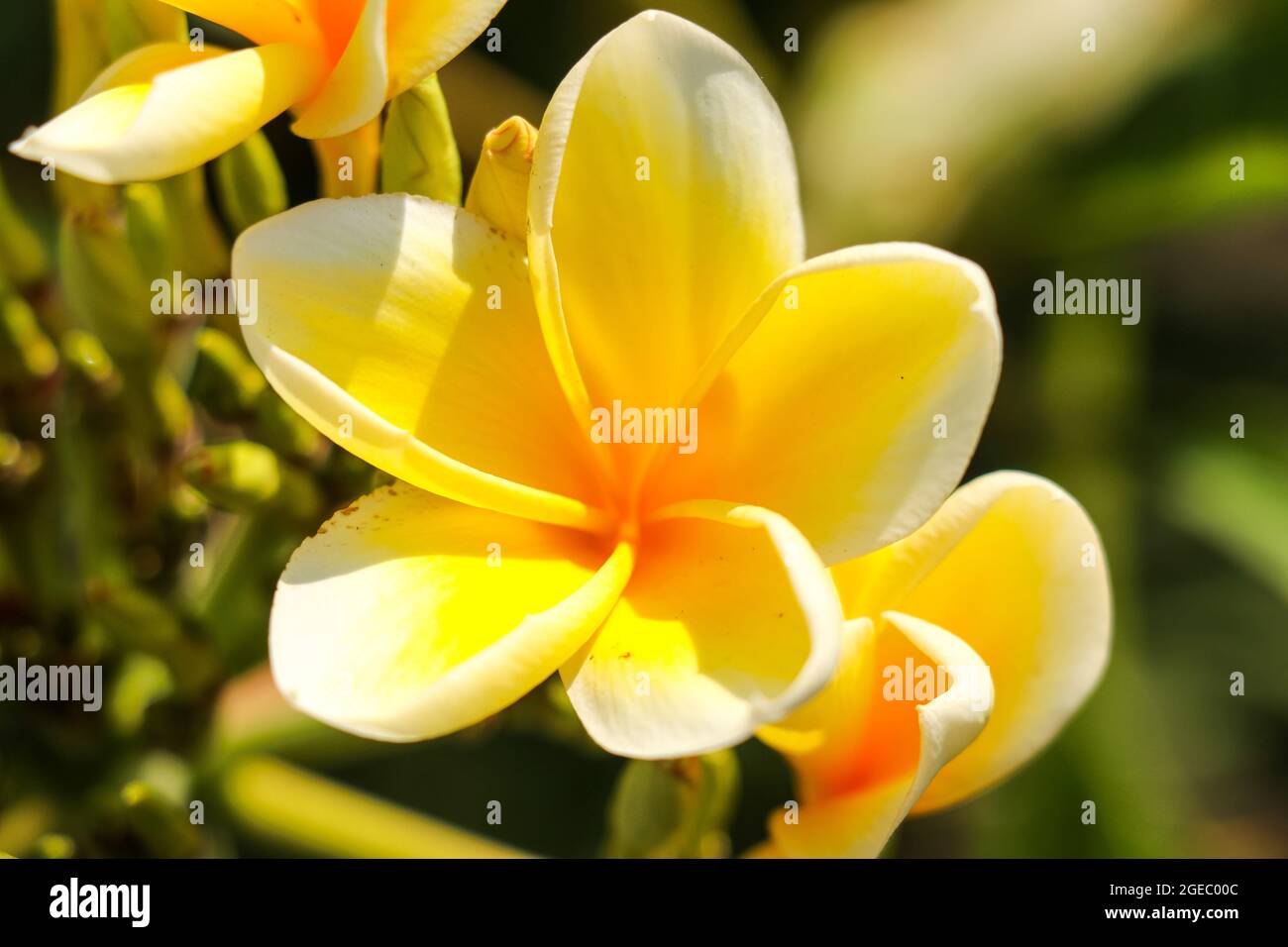 Kamboja tree hi-res stock photography and images - Alamy