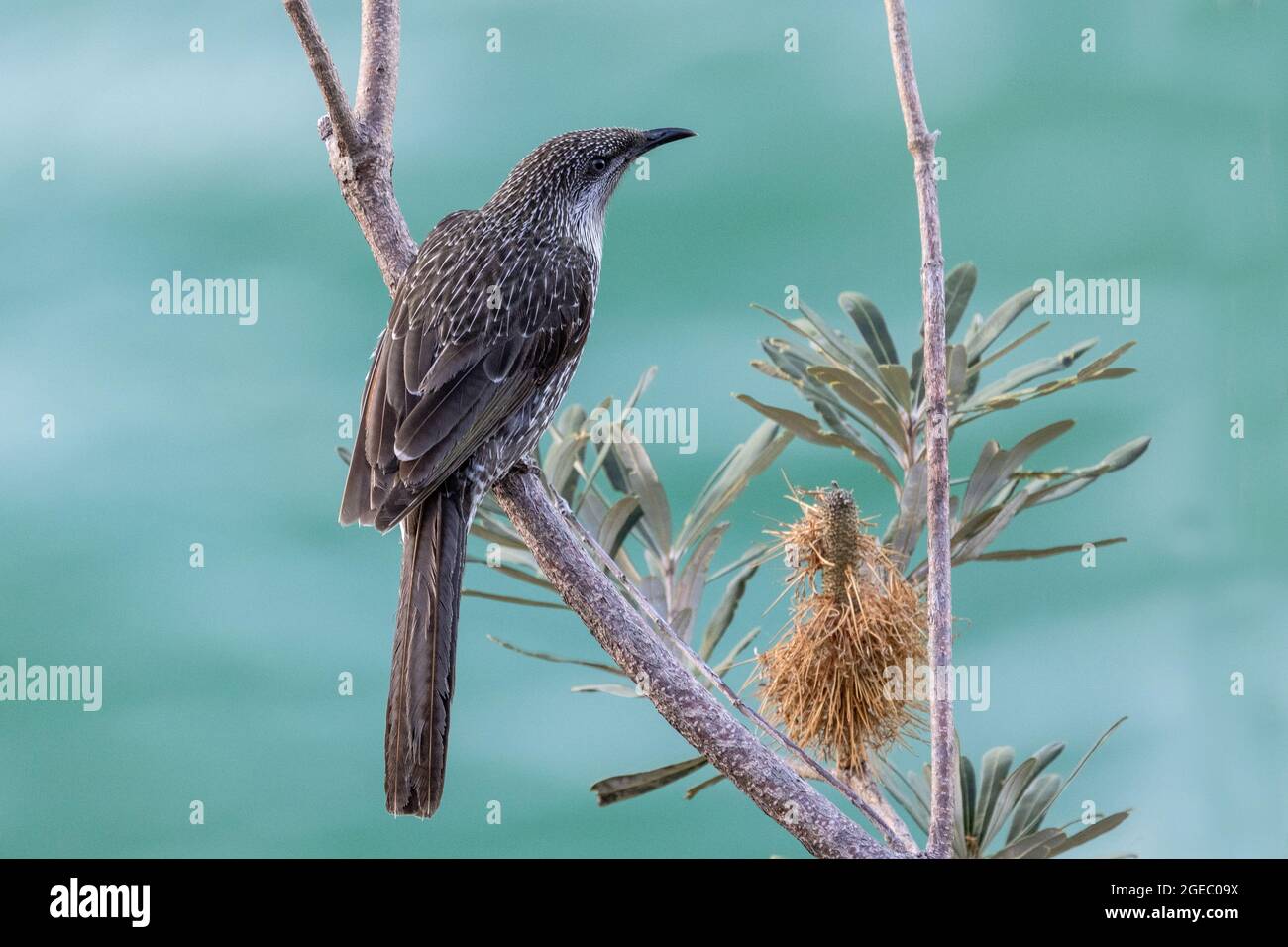 Little Wattle Bird perched in Coast Banksia Tree Stock Photo - Alamy