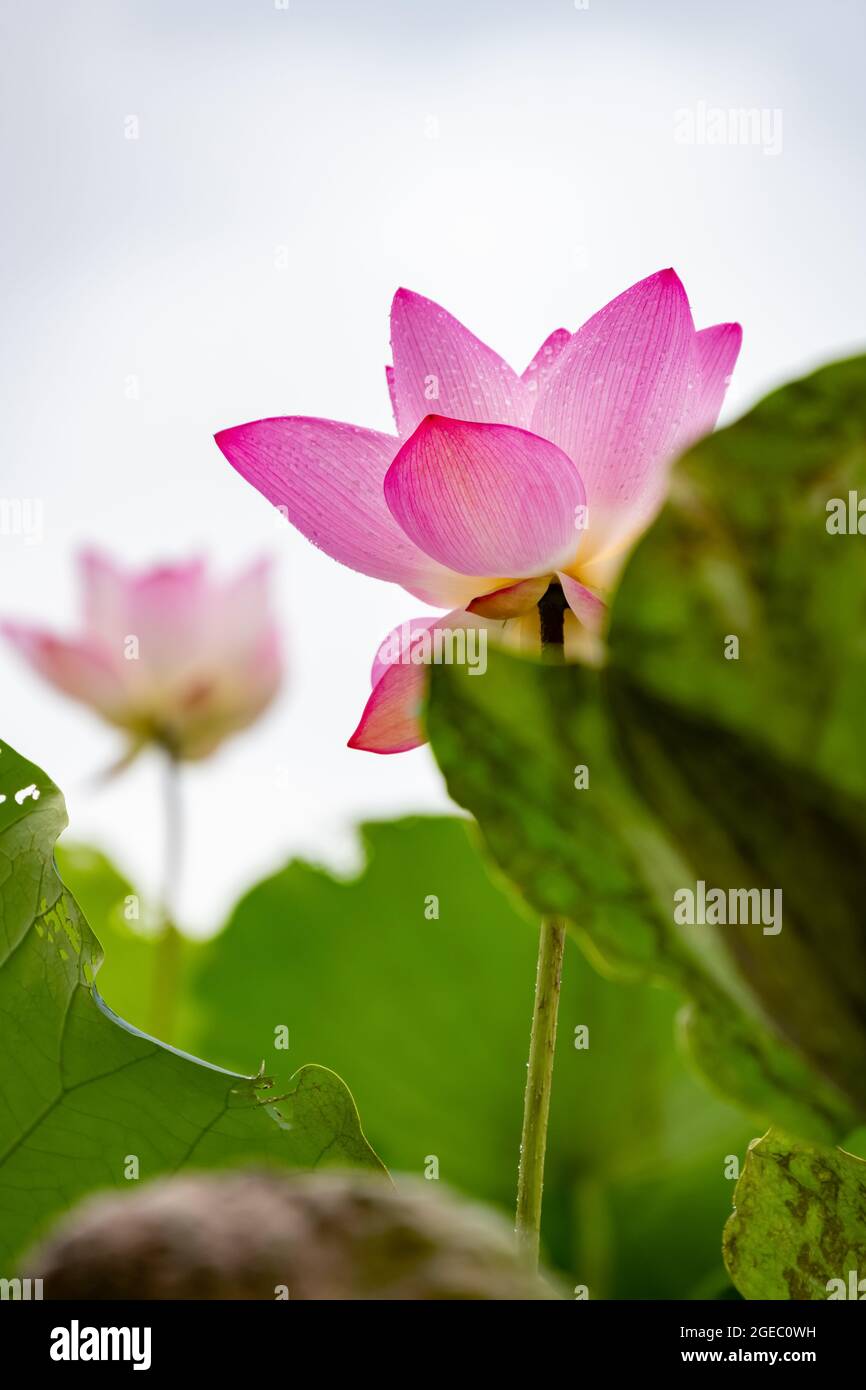 blooming lotus flowers vertical composition Stock Photo - Alamy