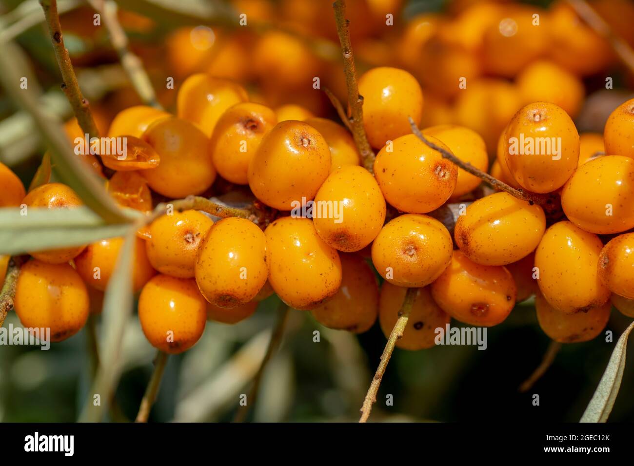 Branch of ripe sea buckthorn (Hippophae ) berries in the garden. The ...