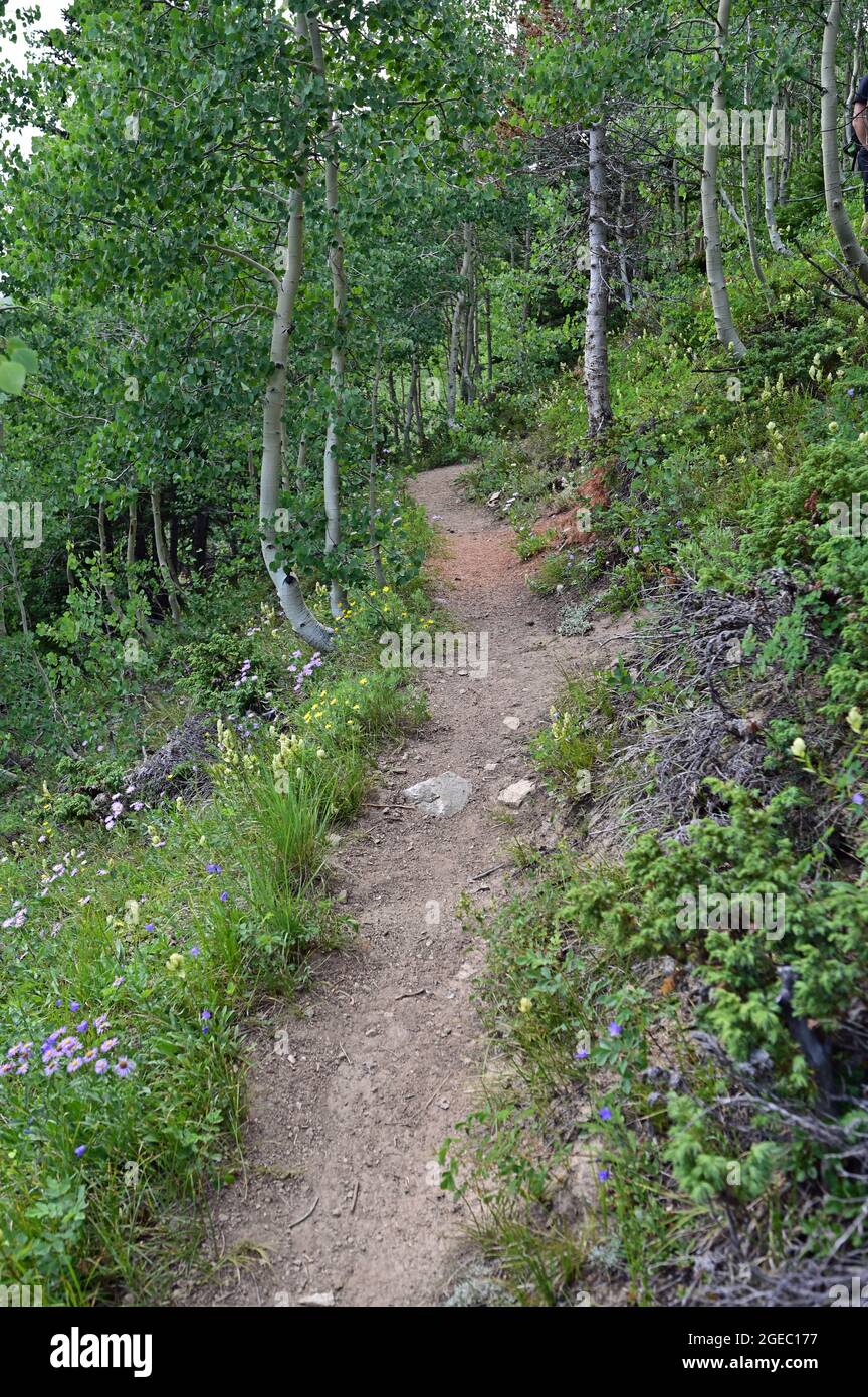 Hassell Lake Trail in Arapaho National Forest, Colorado on sunny summer ...