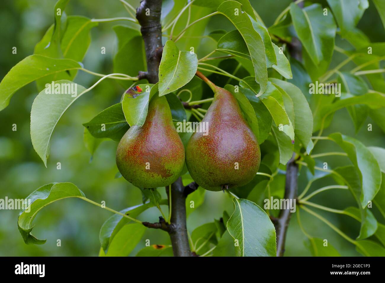 Pear named Harrow Sweet (Pyrus), two fruits before harvest on the tree ...