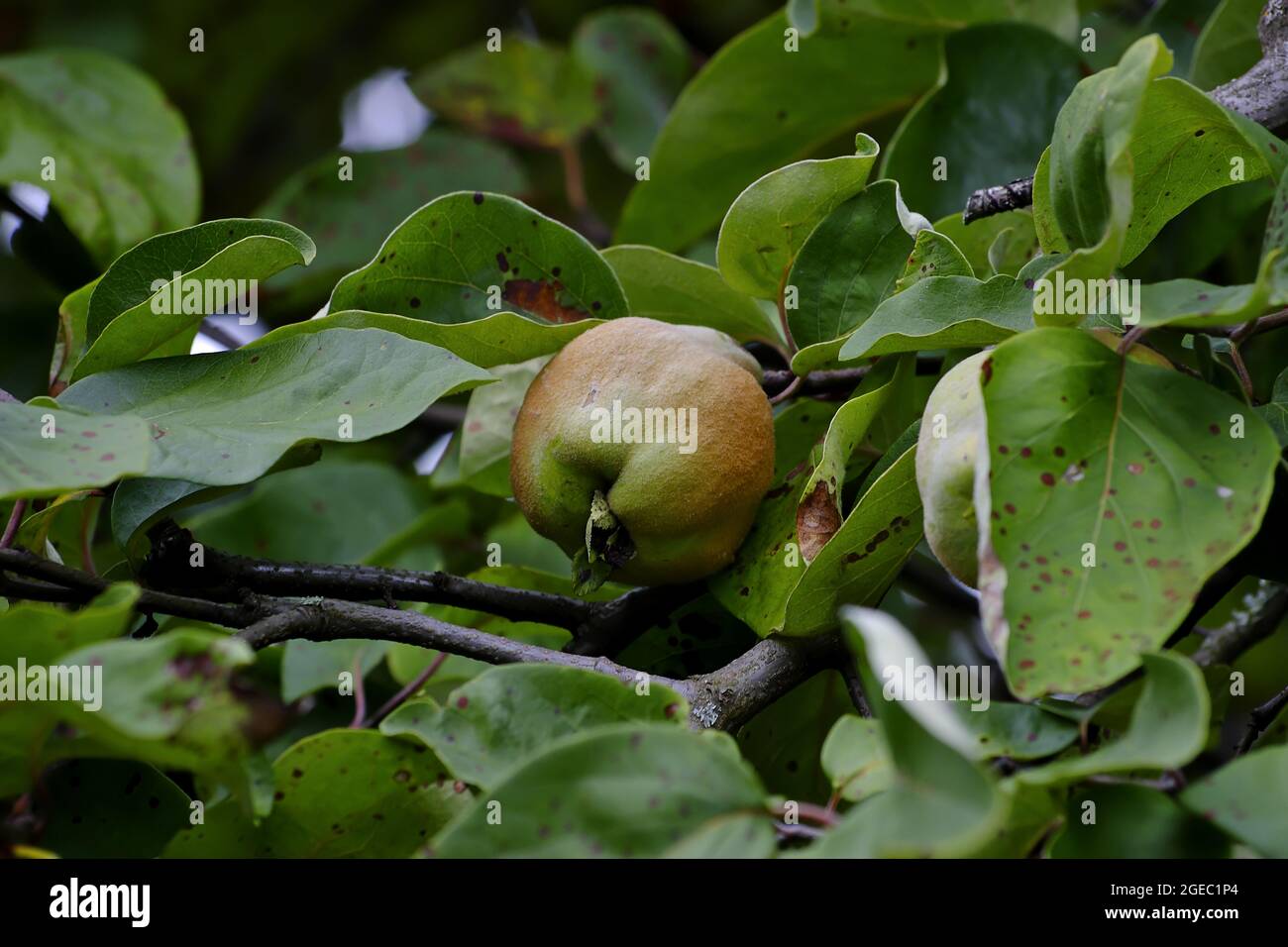 Bereczki-Quince, pear quince [Cydonia oblonga) on the tree before ...