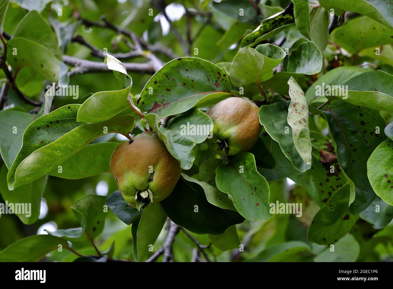 Bereczki-Quince, pear quince [Cydonia oblonga) on the tree before ...