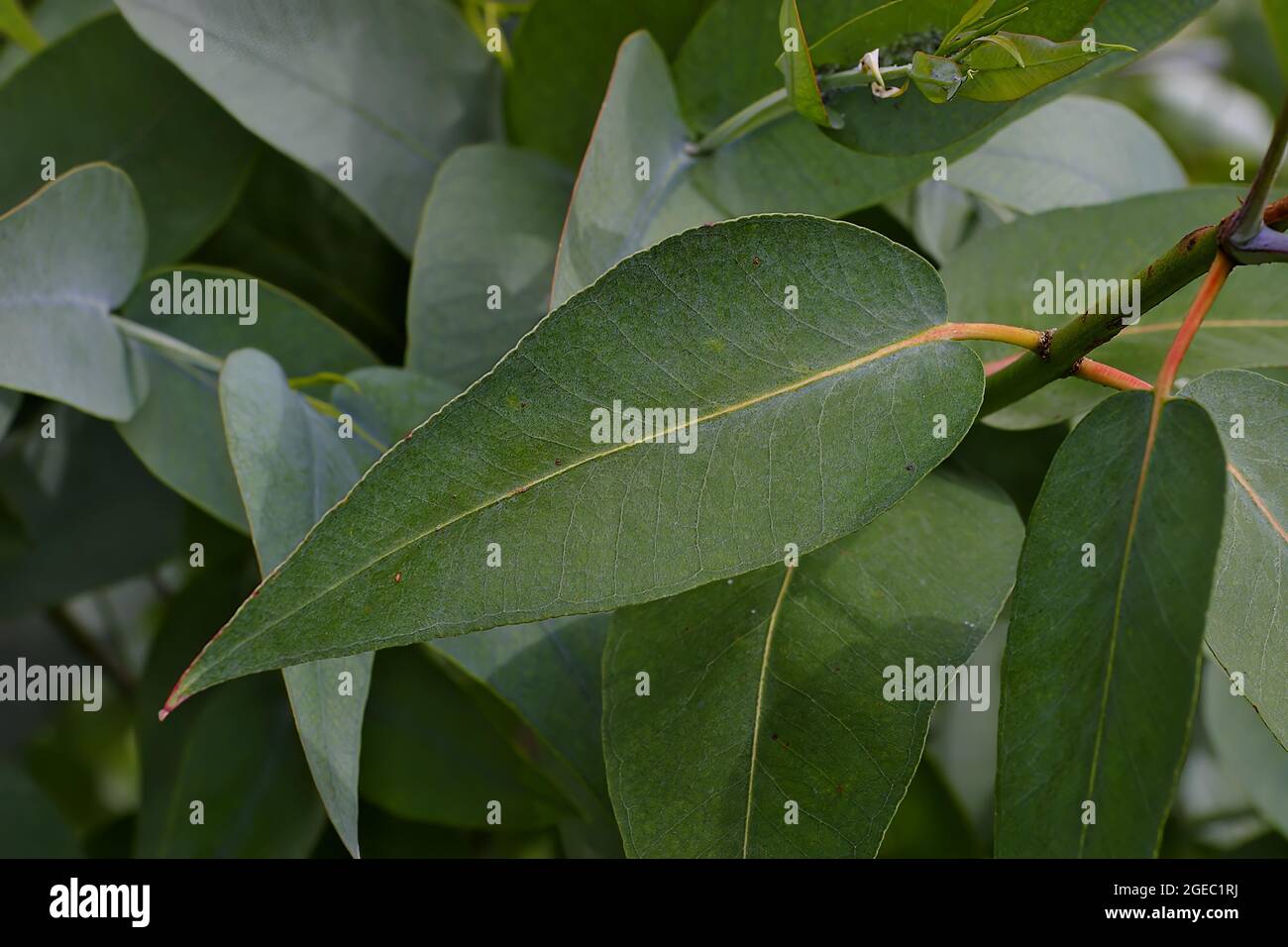 Green leaf / leaves of the fever tree (eucalyptus) on tree in early ...