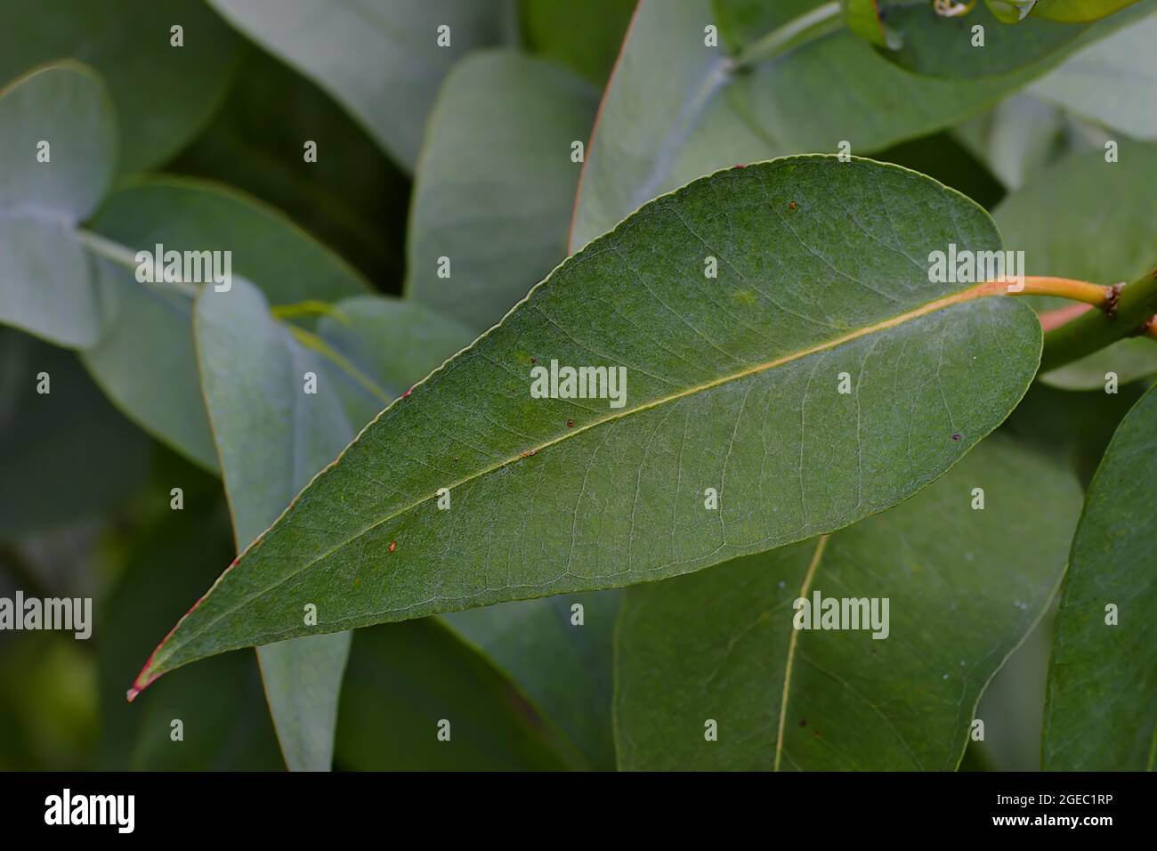 Green leaf / leaves of the fever tree (eucalyptus) on tree in early ...