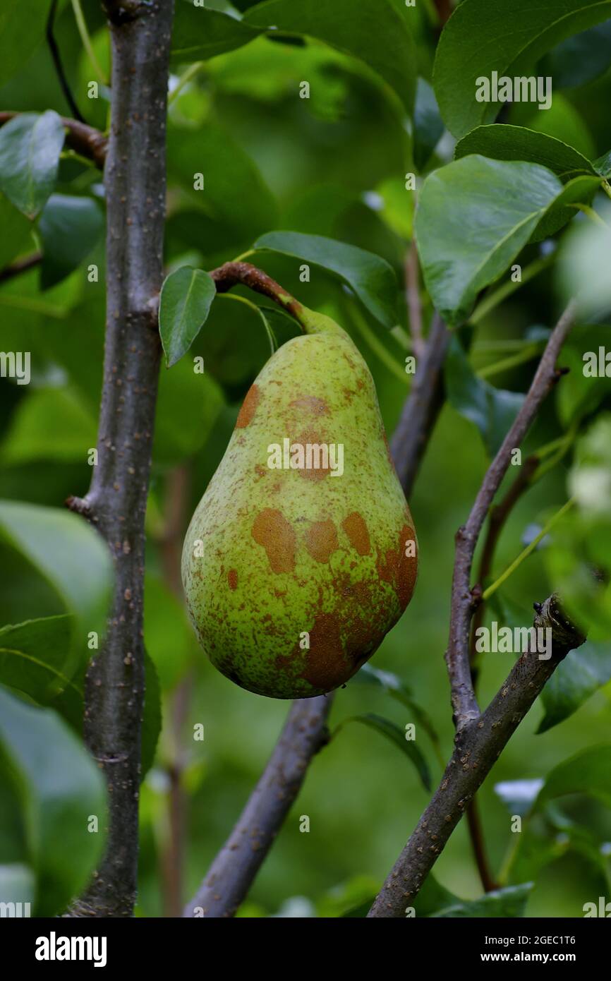 Pear concorde hi-res stock photography and images - Alamy