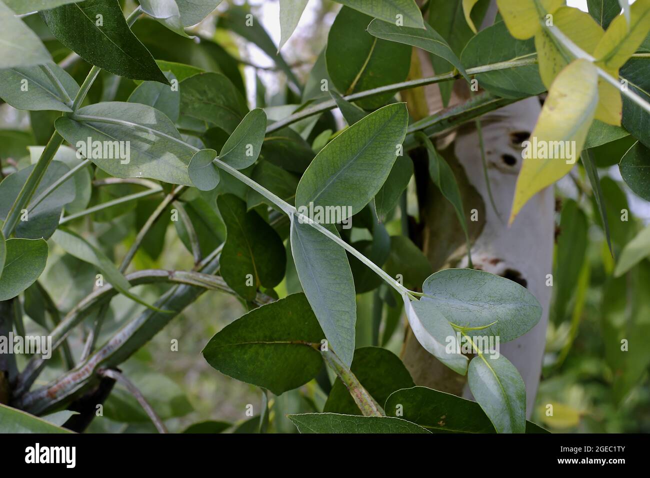 Green leaf / leaves of the fever tree (eucalyptus) on tree in early ...