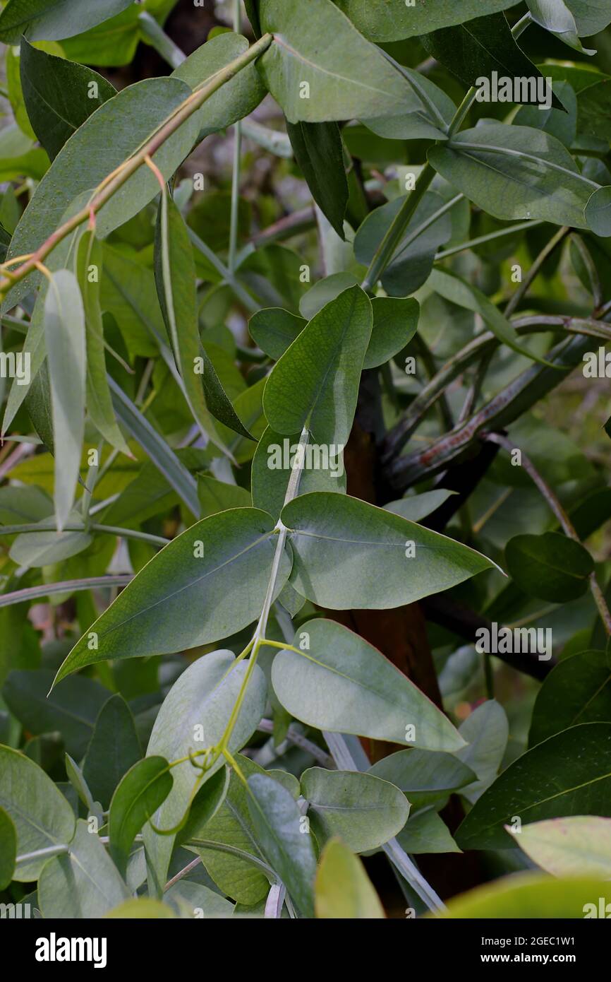 Green leaf / leaves of the fever tree (eucalyptus) on tree in early ...