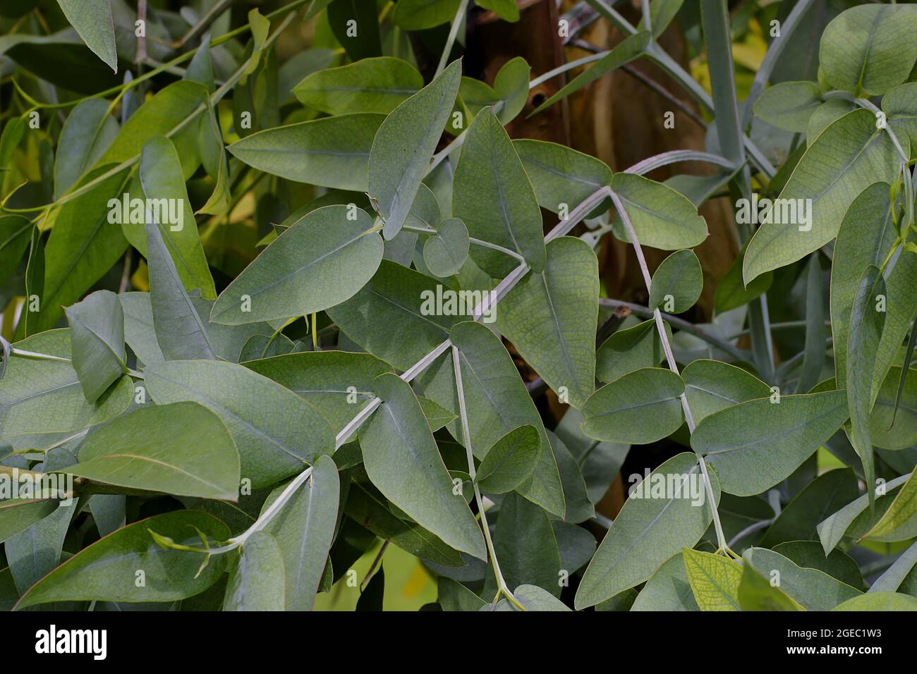 Green leaf / leaves of the fever tree (eucalyptus) on tree in early ...