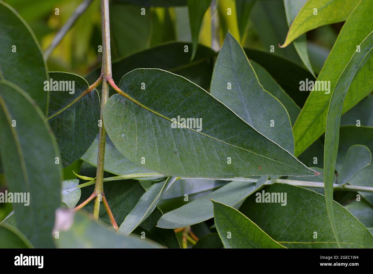 Green leaf / leaves of the fever tree (eucalyptus) on tree in early ...