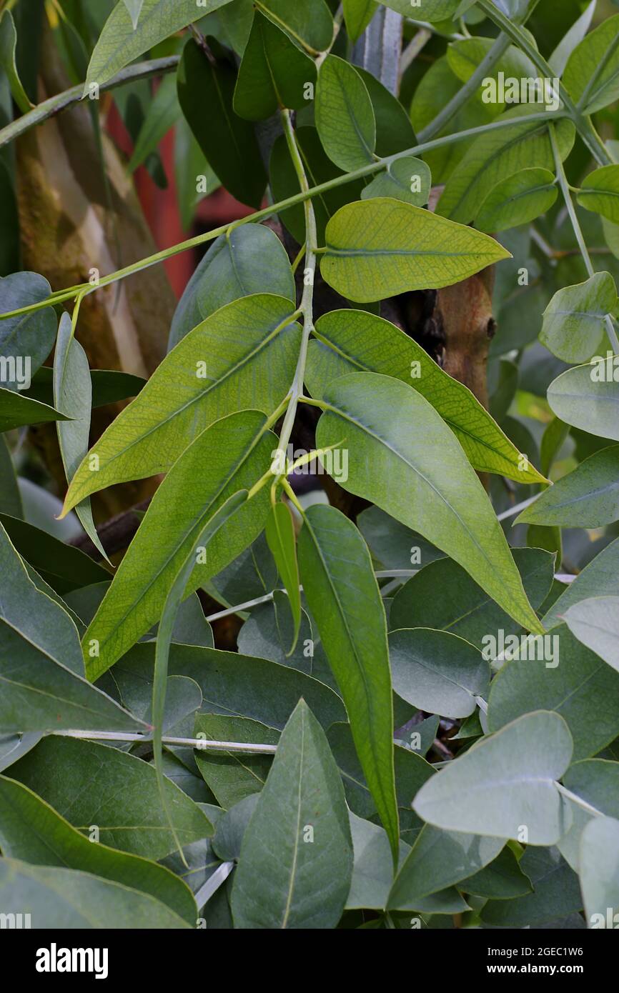Green leaf / leaves of the fever tree (eucalyptus) on tree in early ...