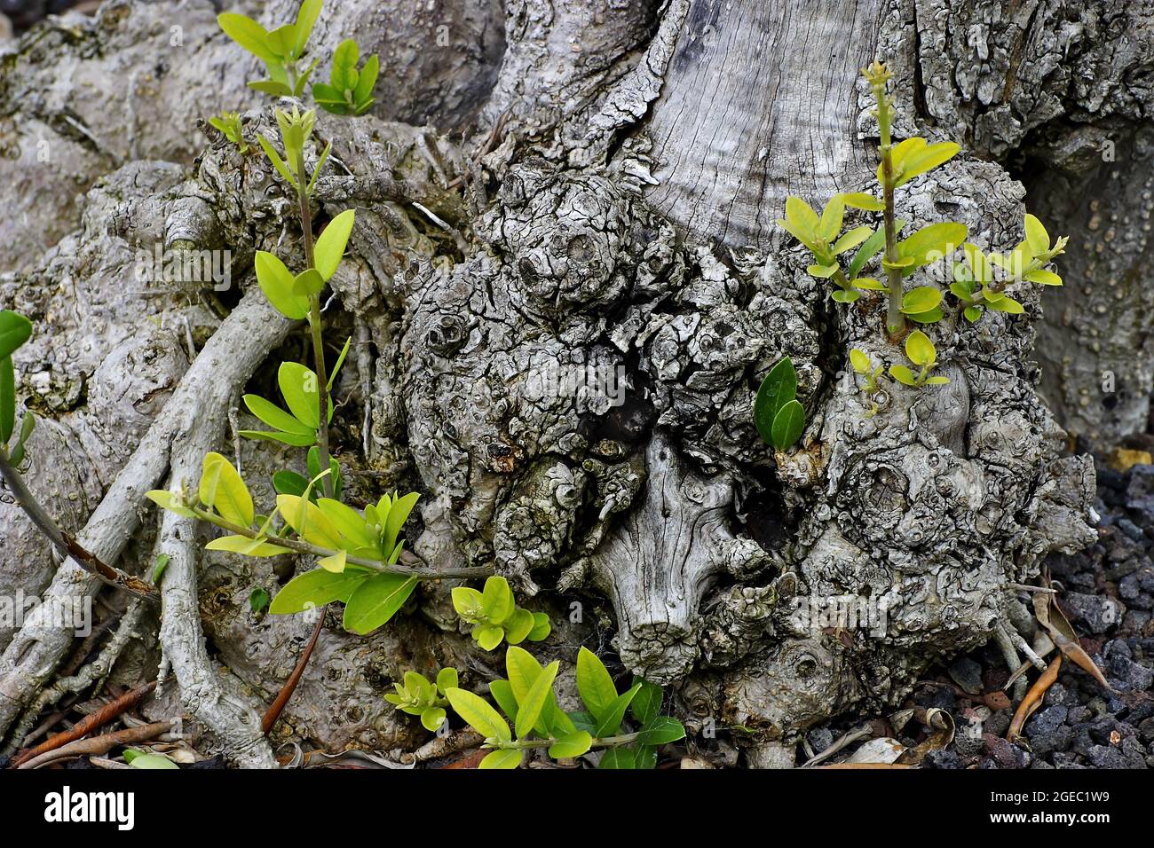 Trunk of old eucalyptus tree (fever tree) with weathered and furrowed ...