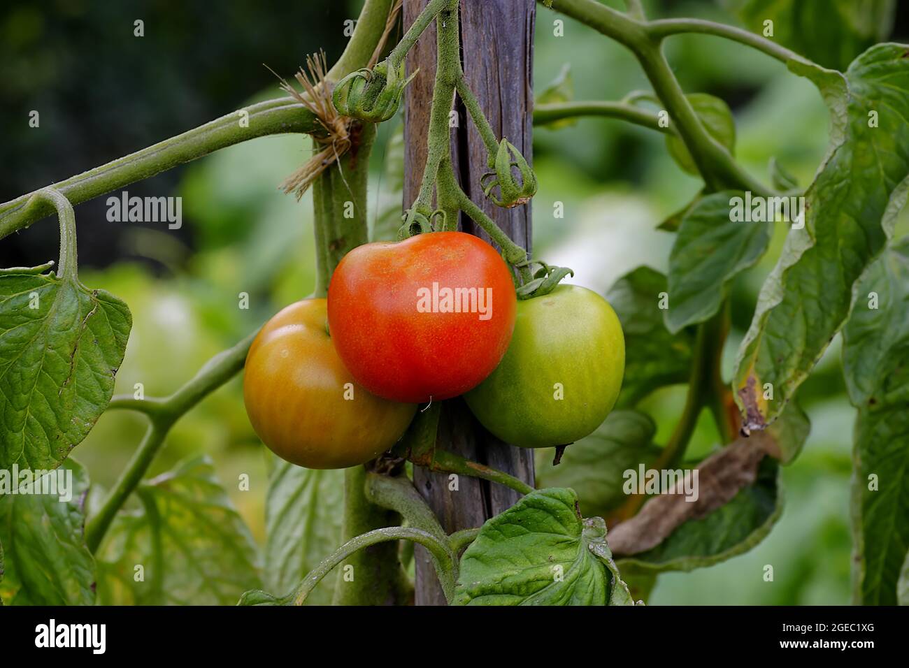 Tomatoes (Solanum lycopersicum) on the bush in summer. Three fruits in ...