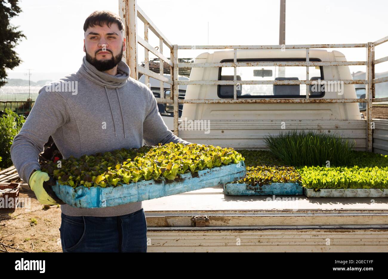 Guy unloading lettuce seedlings Stock Photo - Alamy