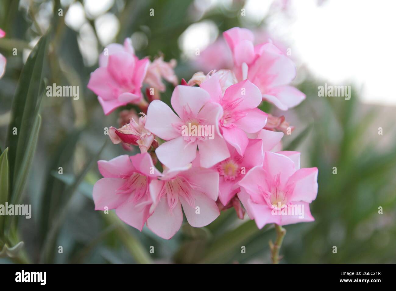Rose red flower bink hi-res stock photography and images - Alamy