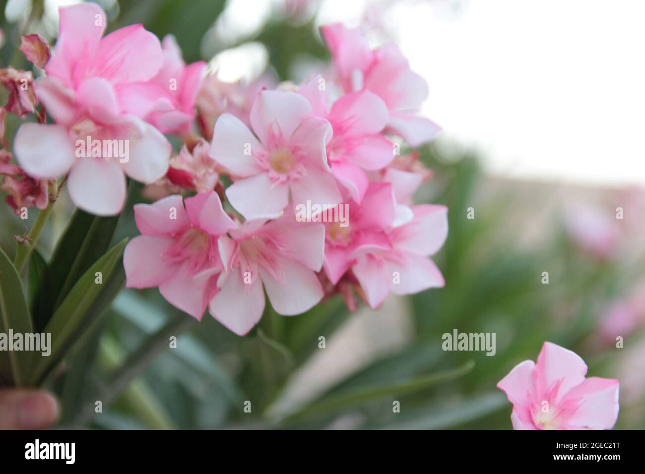 rose red flower bink Stock Photo - Alamy