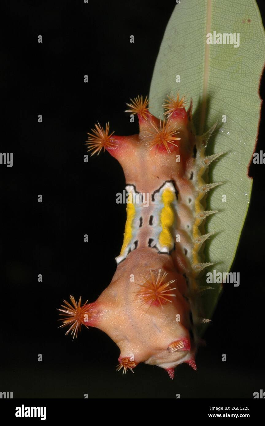 Mottled Cup Moth nymph, Doratifera vulnerans, at Glenbrook, New South ...