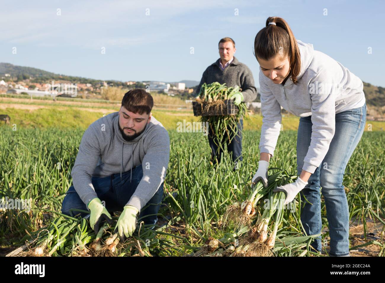 Farm workers harvesting green onions Stock Photo - Alamy
