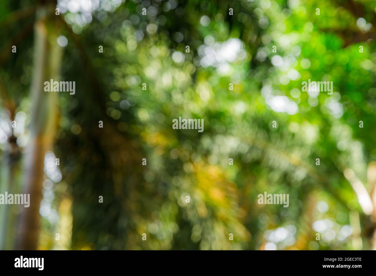 Green bokeh blurred forest background natural bokeh Stock Photo - Alamy