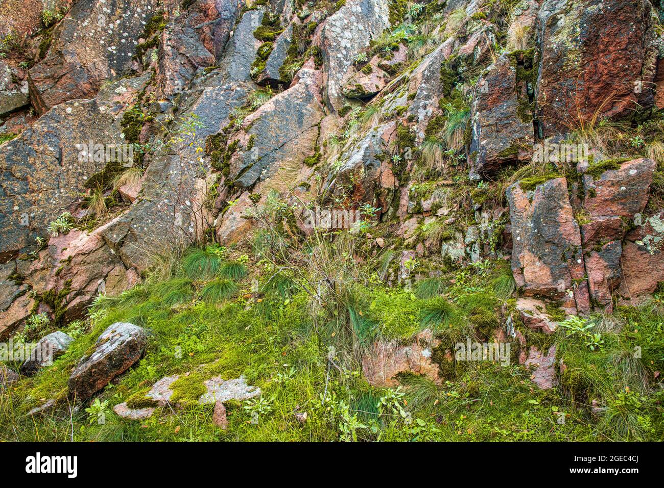 Multi-colored fragment fungus texture on the stones Stock Photo - Alamy