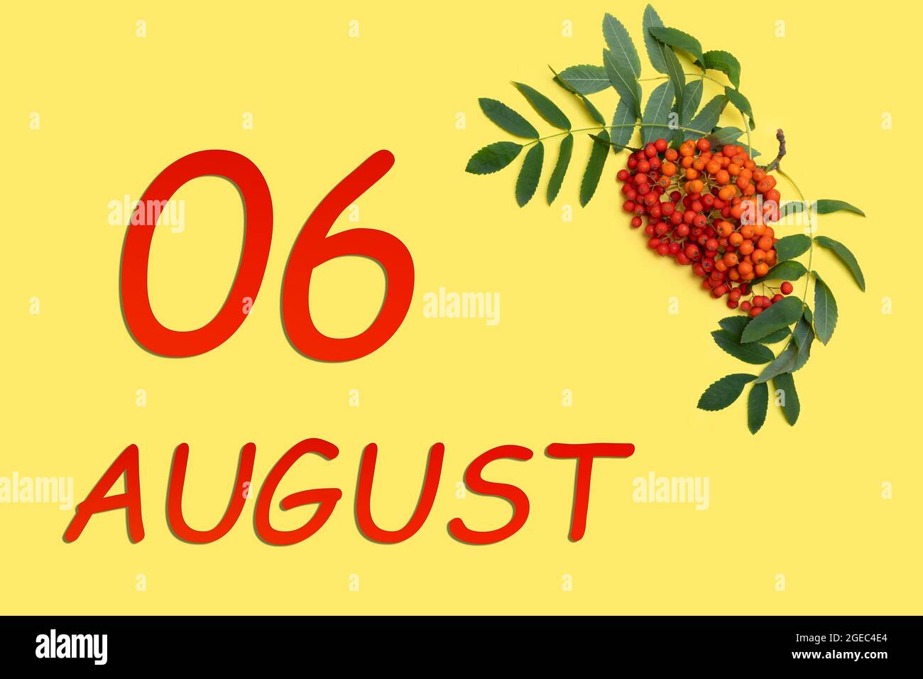 6th day of august. Rowan branch with red and orange berries and green ...