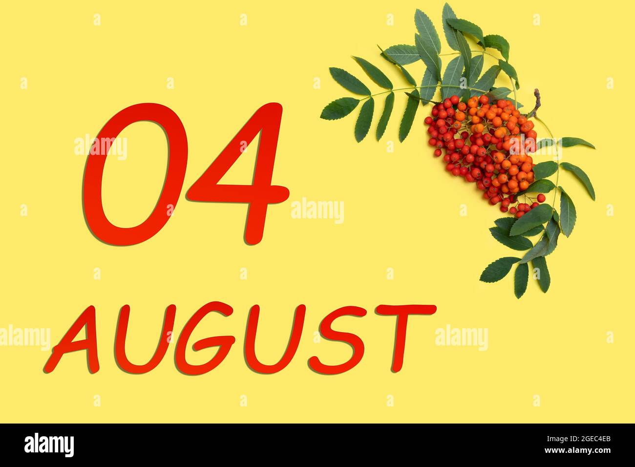 4th day of august. Rowan branch with red and orange berries and green ...