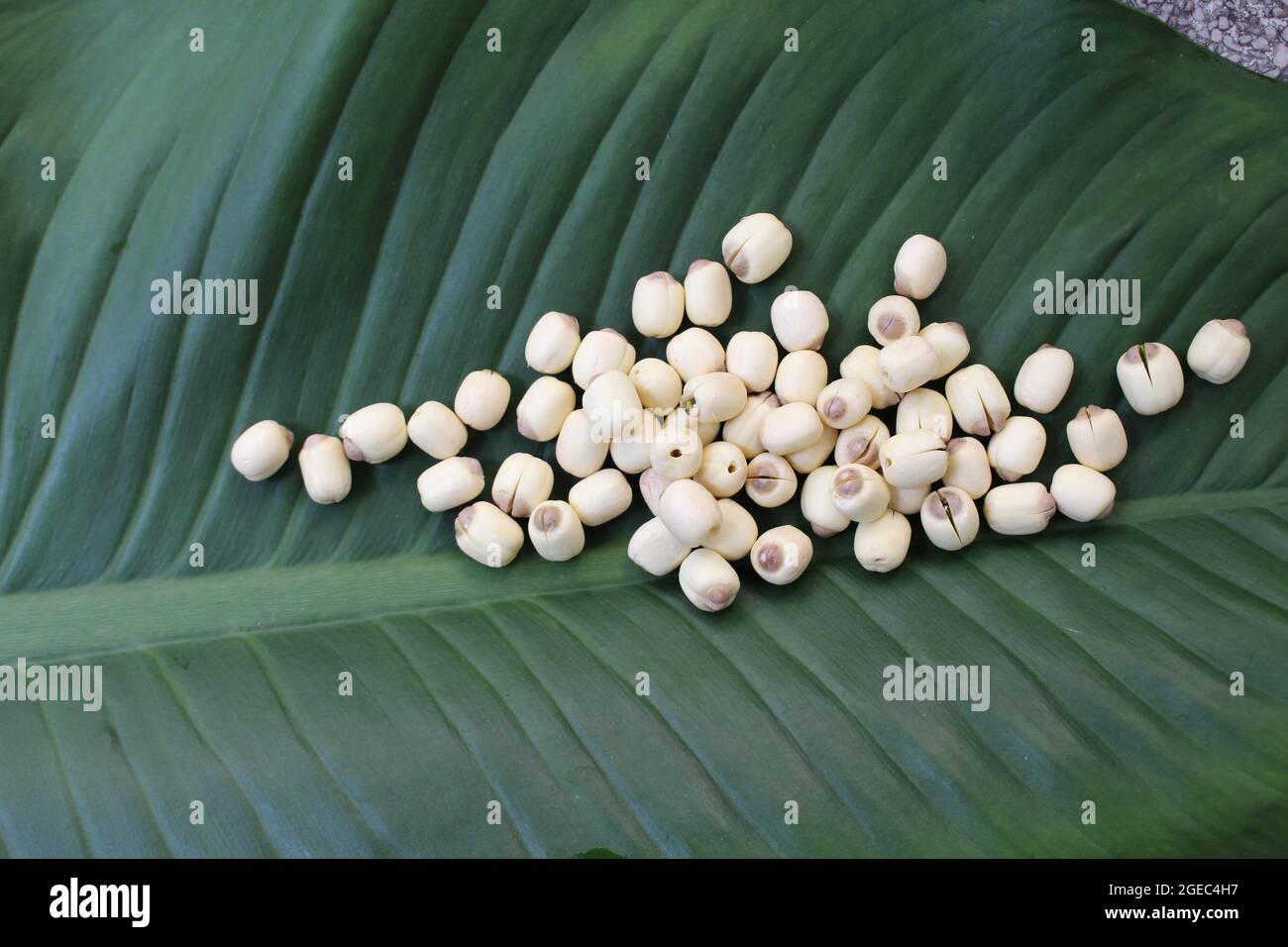 Dried lotus seeds, lotus roots are white and brown in color and are ...