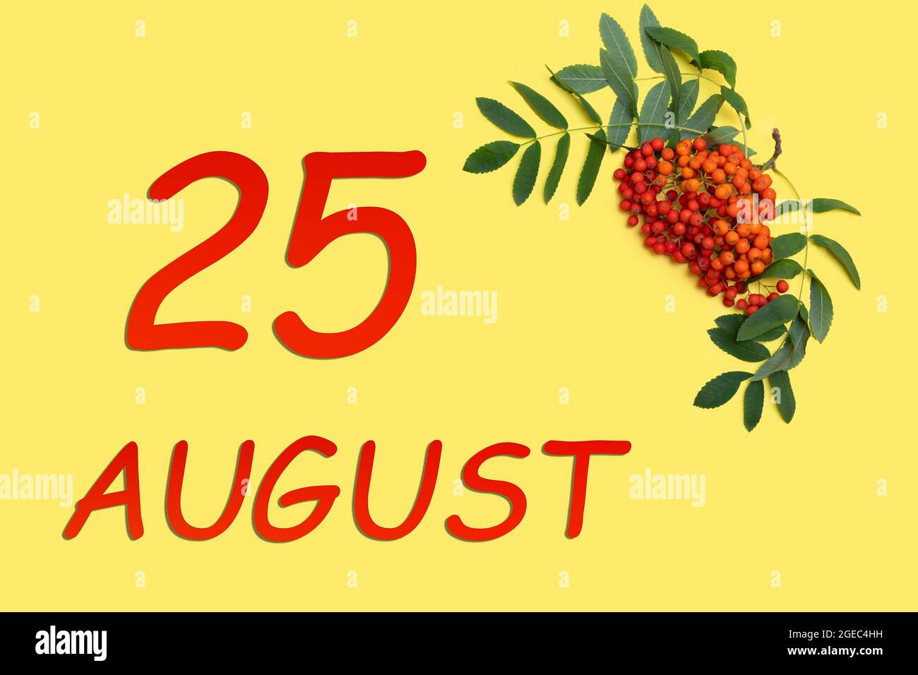 25th day of august. Rowan branch with red and orange berries and green ...