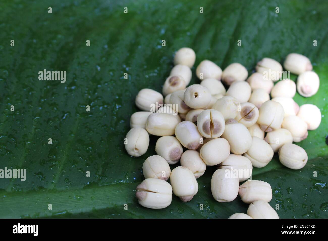 Dried lotus seeds, lotus roots are white and brown in color and are ...