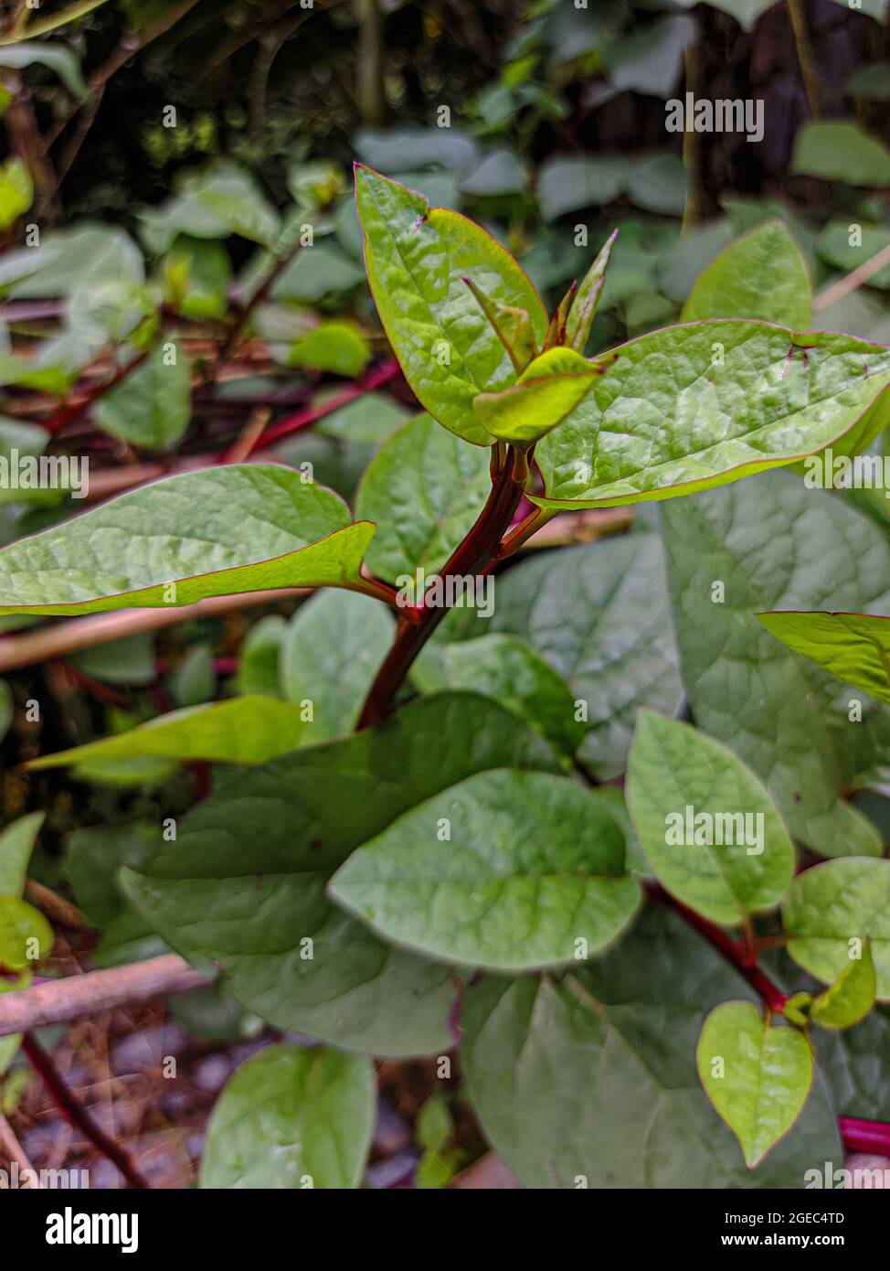 Malabar Spinach or punishak on natural background Stock Photo - Alamy